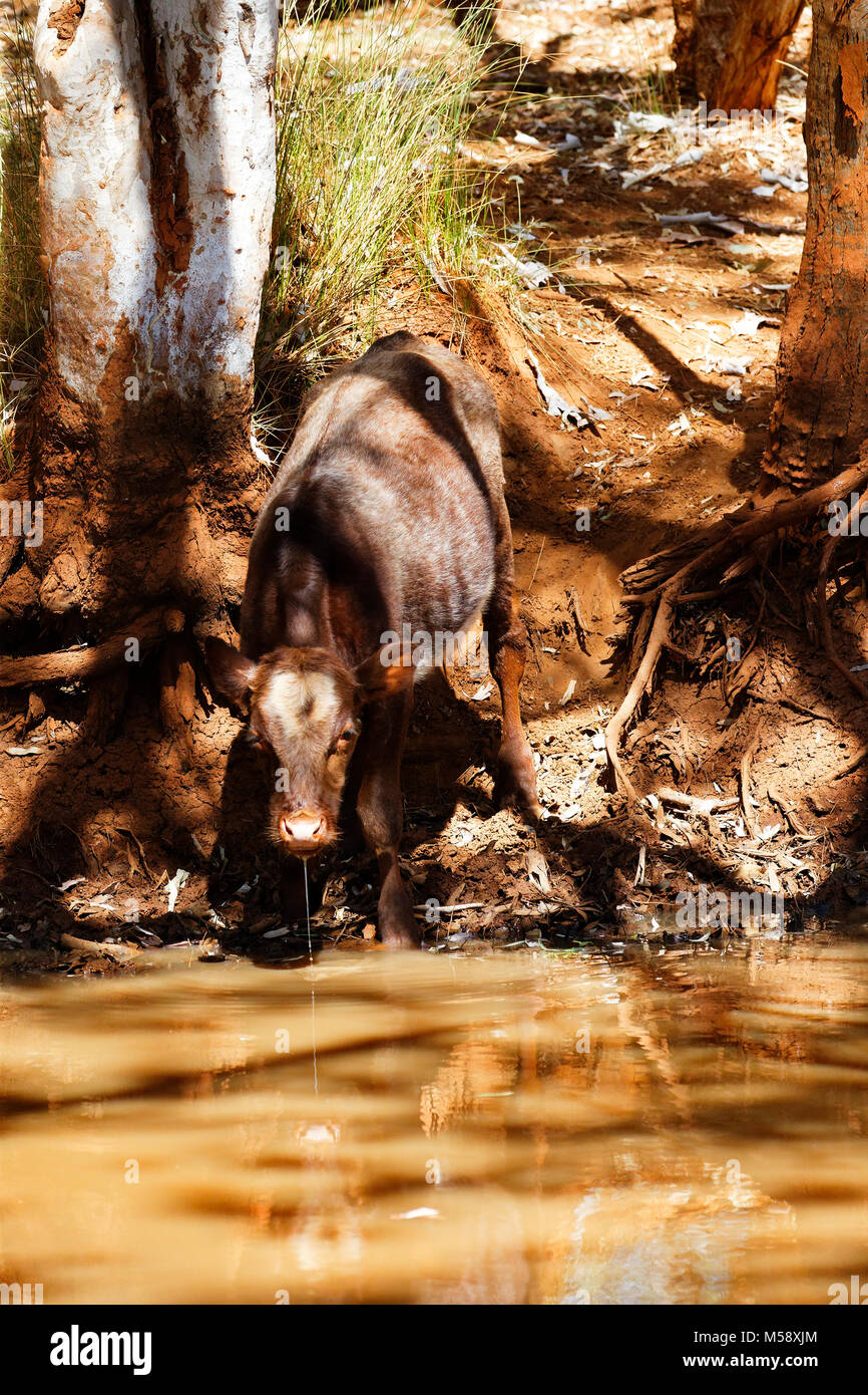 Cow drinking from a billabong in outback Australia, Murchison, Western ...
