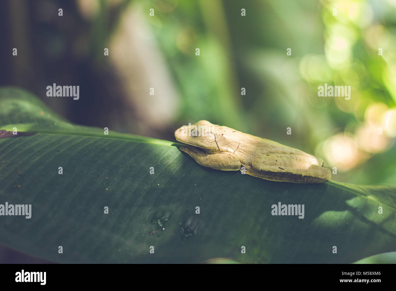 Sapo frog hi-res stock photography and images - Alamy