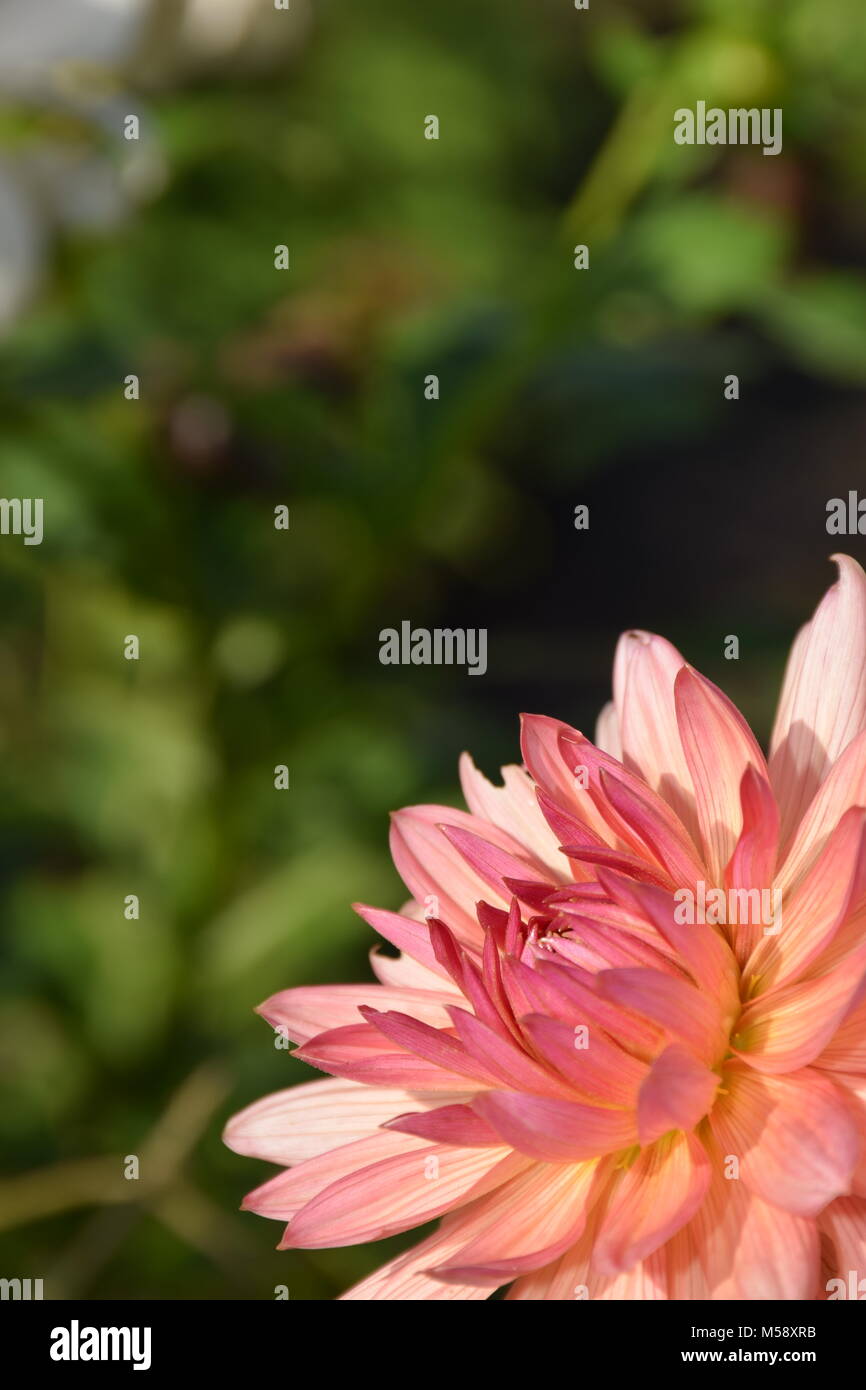 Beautiful Pink Dahlia (Georgina) Flower in the Garden on a Sunny Day ...