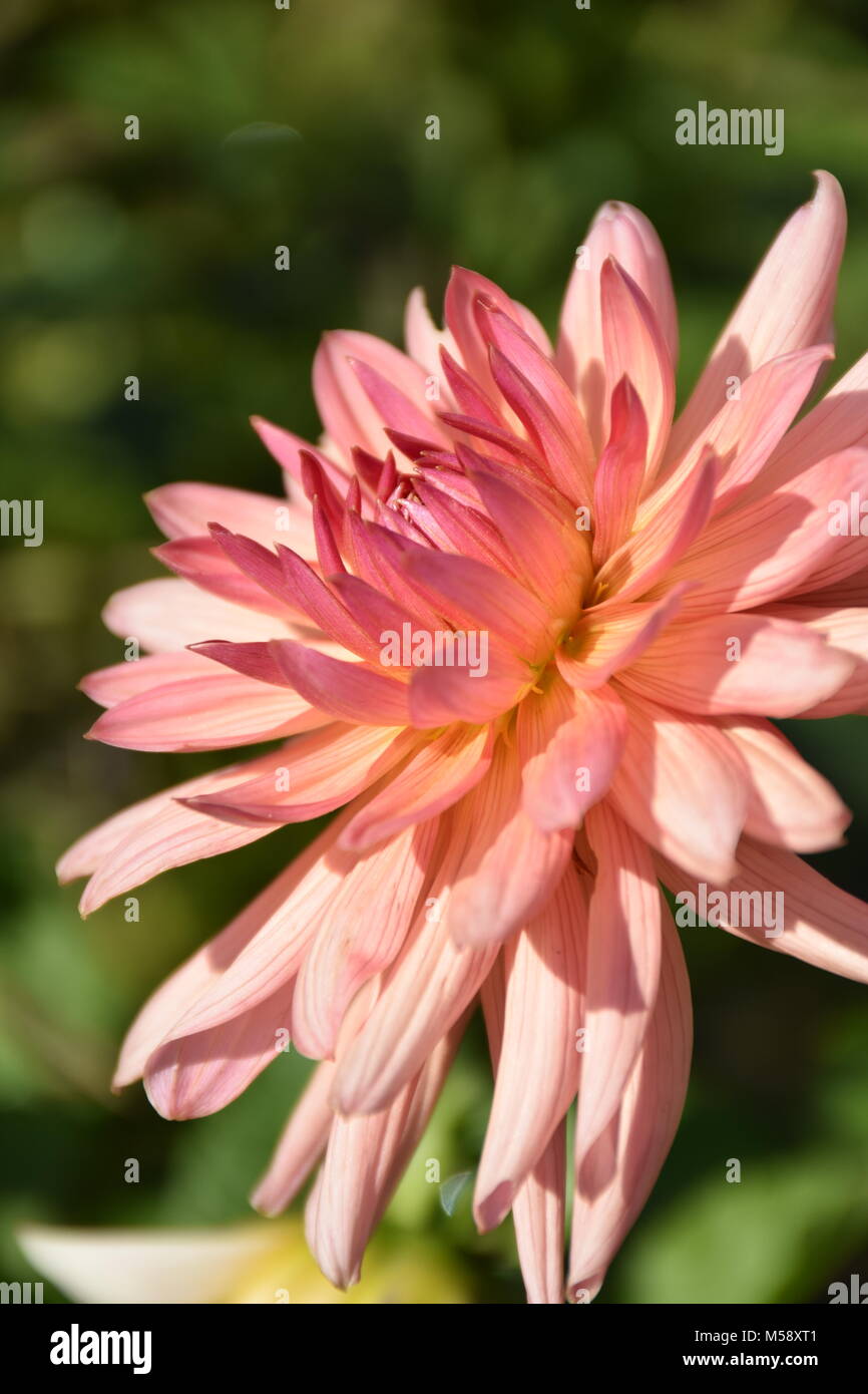 Beautiful Pink Dahlia (Georgina) Flower in the Garden on a Sunny Day ...