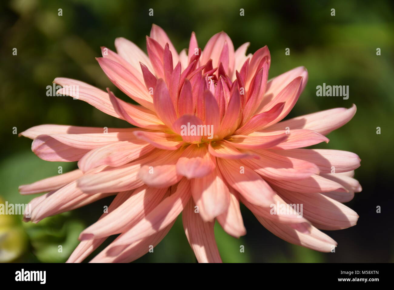 Beautiful Pink Dahlia (Georgina) Flower in the Garden on a Sunny Day ...