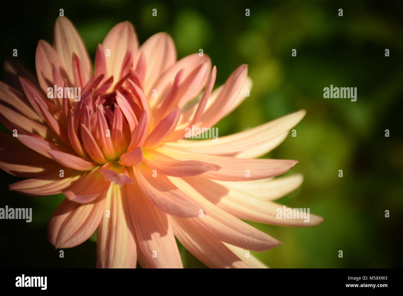 Georgina garden hi-res stock photography and images - Alamy