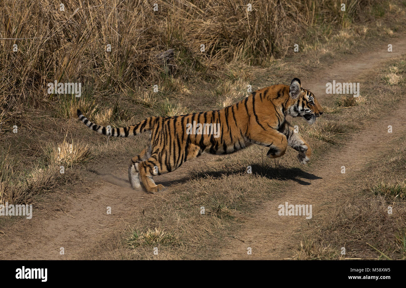 Tiger cub sprints across a forest track in Corbett National Park in ...