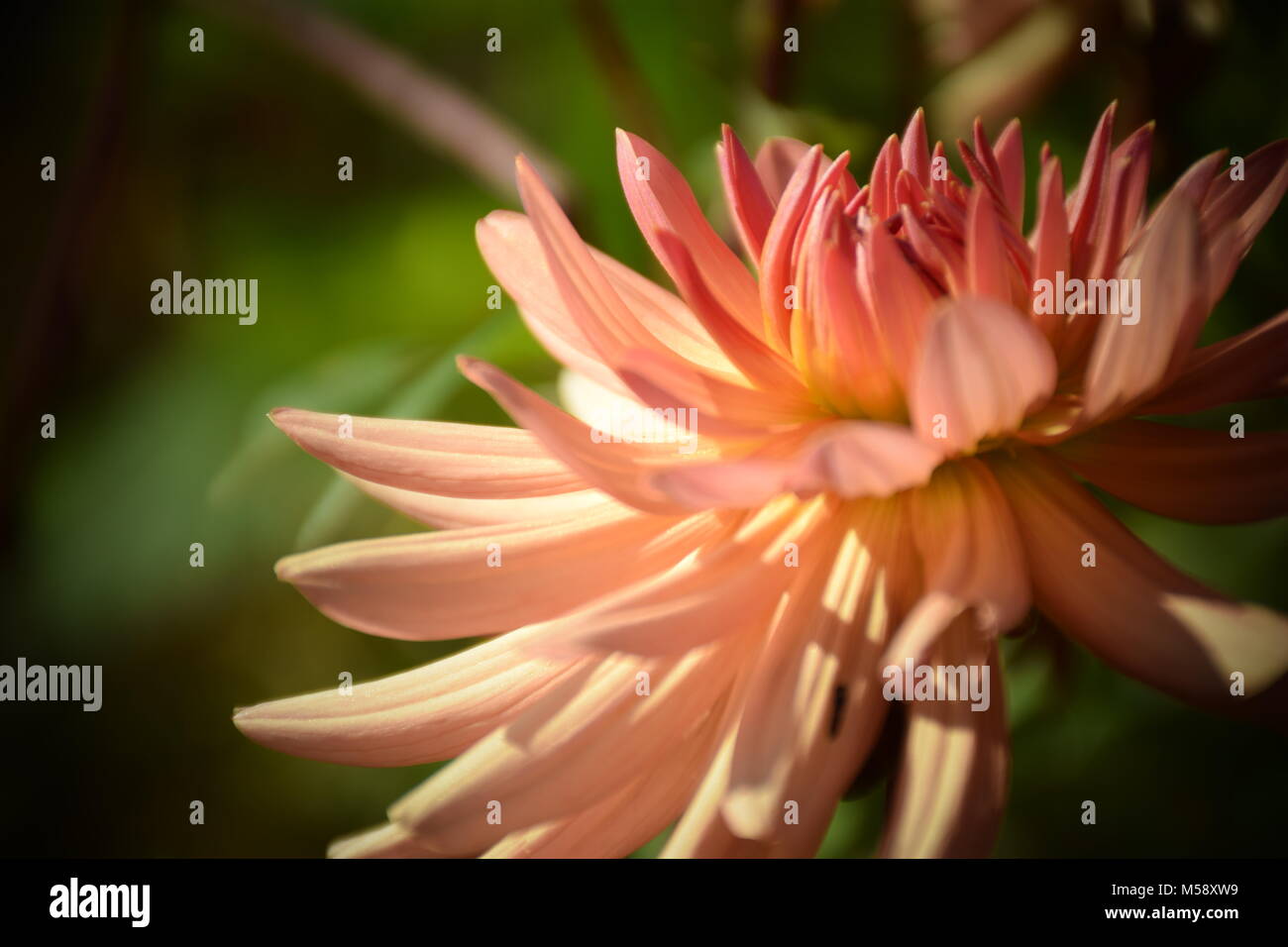 Georgina green hi-res stock photography and images - Alamy