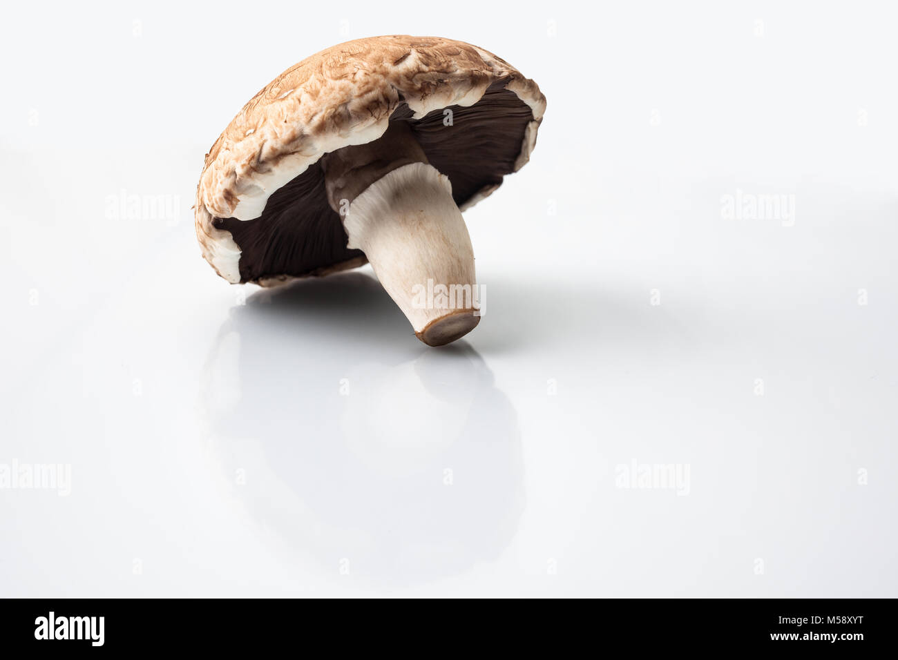 Big brown champignon mushroom from back side on white background with ...