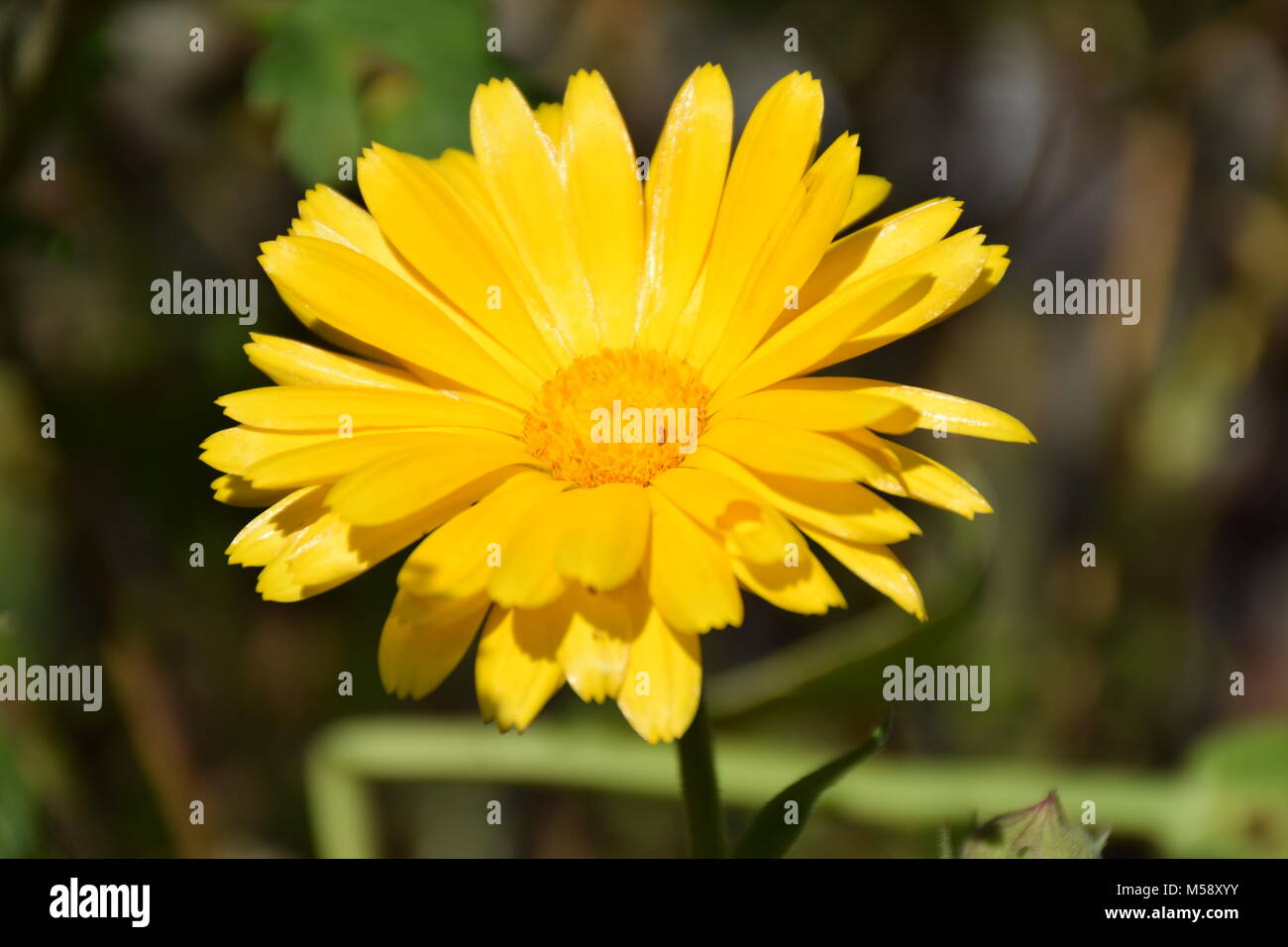 Bright Yellow Pot Marigold (Calendula Officinalis) Flower in the Garden ...
