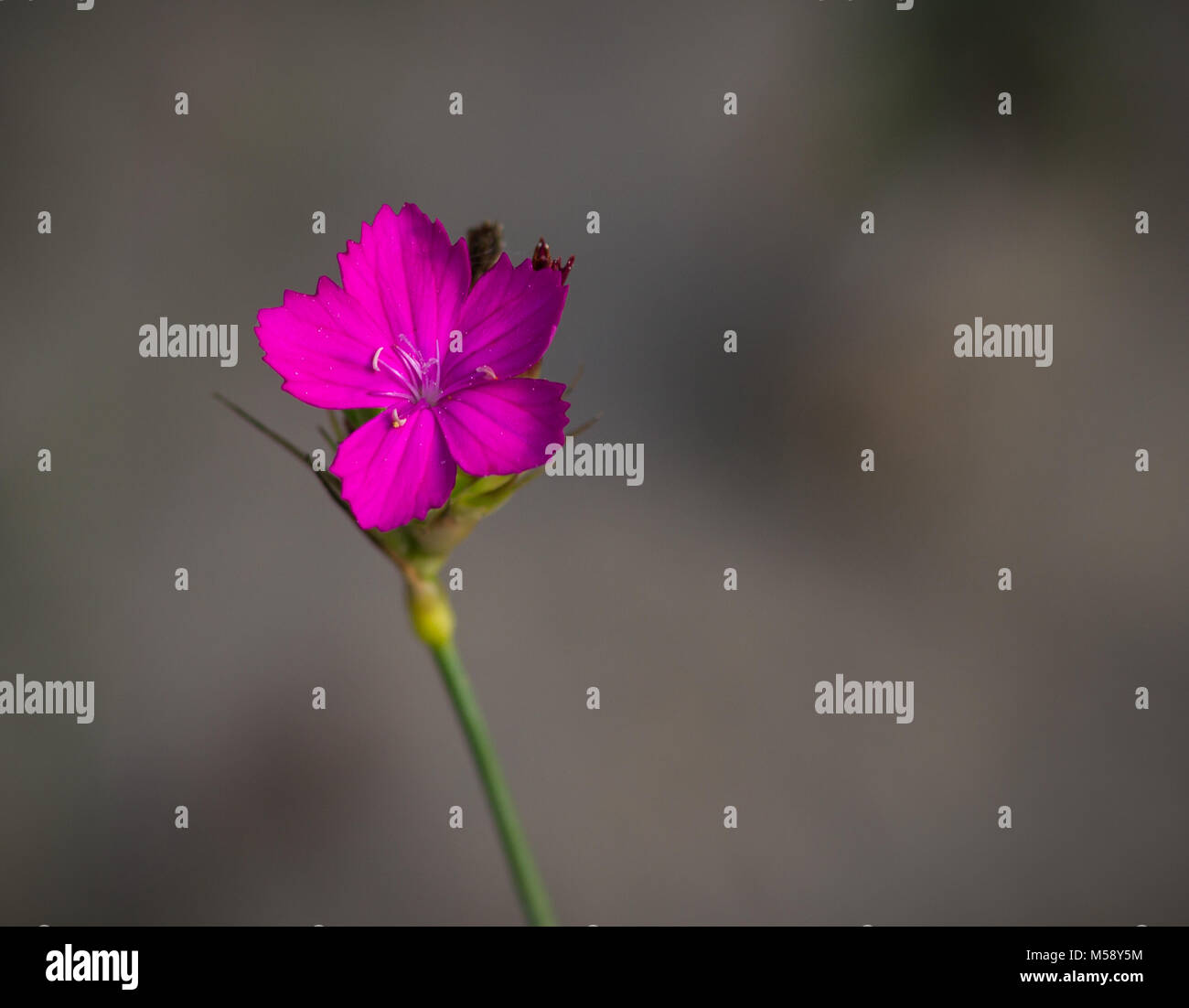 Wild fuchsia hi-res stock photography and images - Alamy