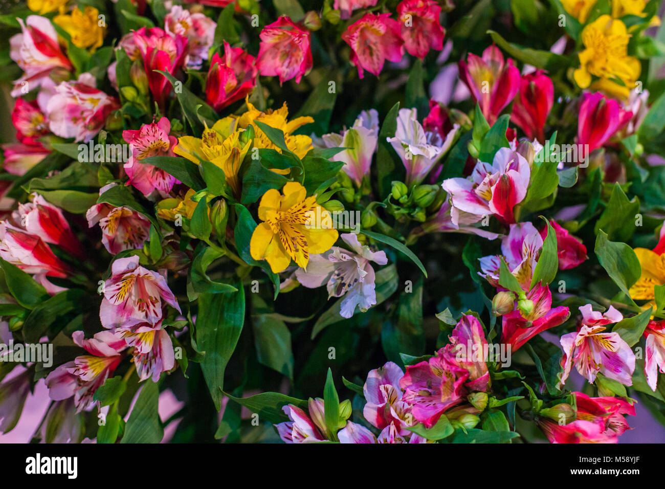 Large bouquet of multi-colored lilies ckoe up Stock Photo - Alamy