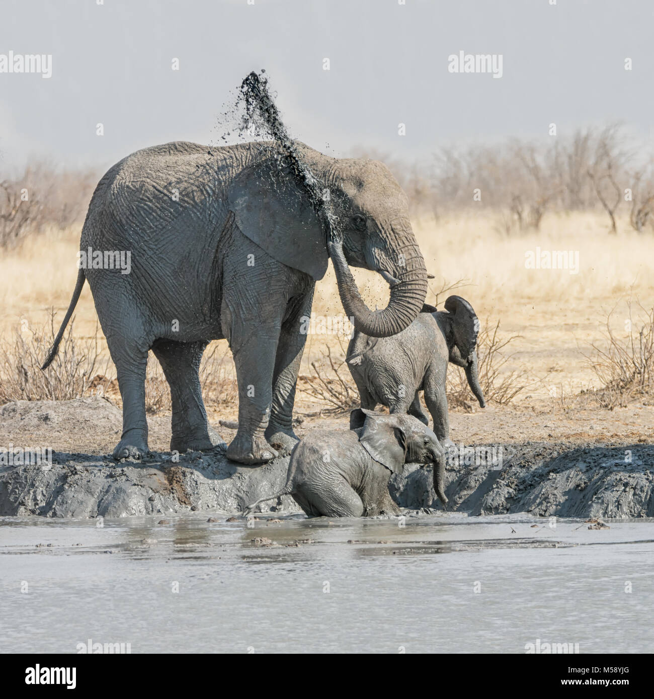 African Elephants taking a mud bath at a watering hole in Namibia Stock ...