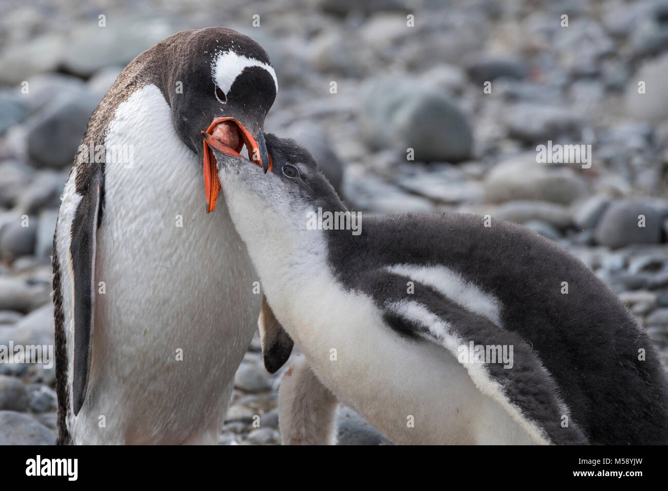 Antarctica, South Shetland Island, Yankee Harbour. Gentoo penguins ...