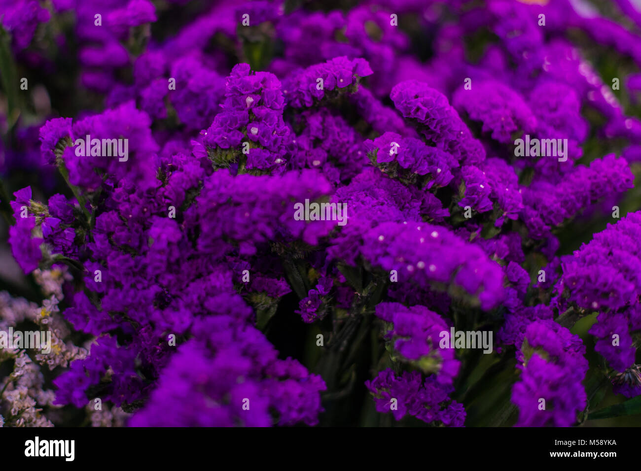 Many branches of beautiful violet flowers close up Stock Photo - Alamy