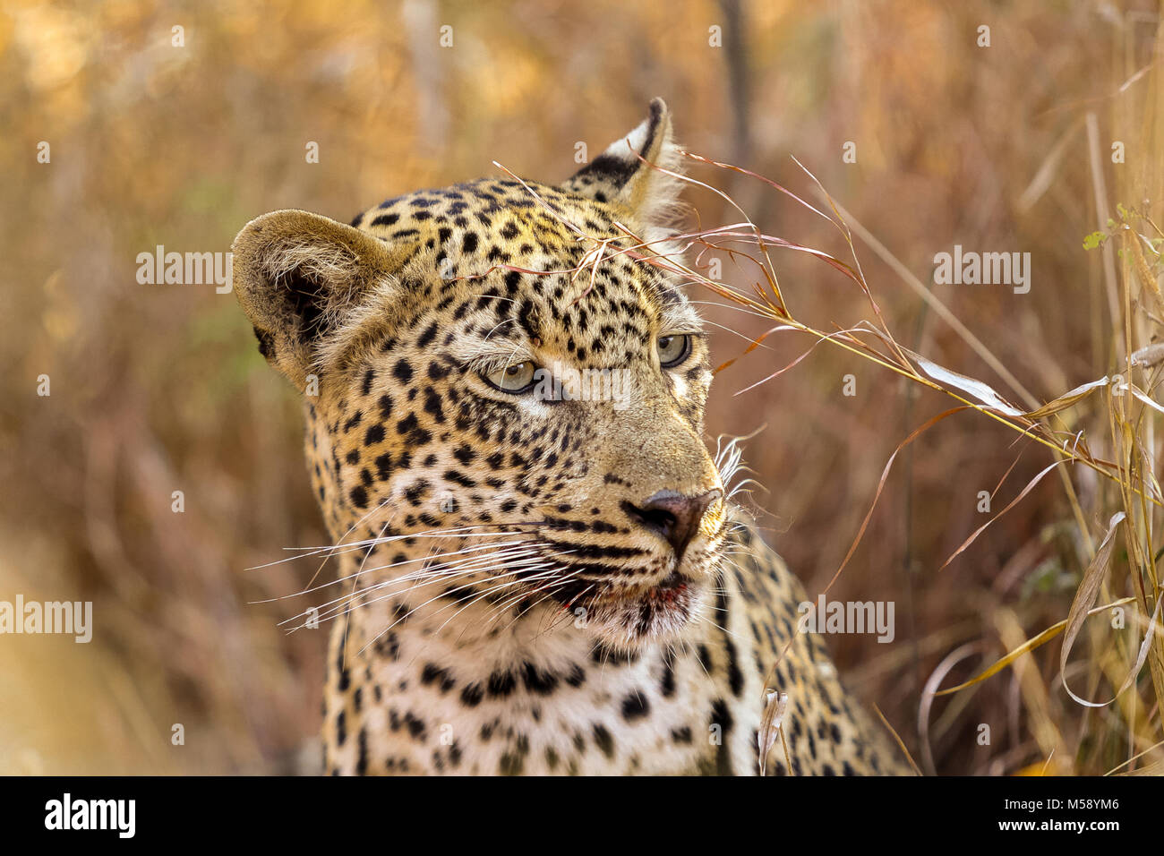 Close up of an African Leopard hiding in long grass Stock Photo - Alamy