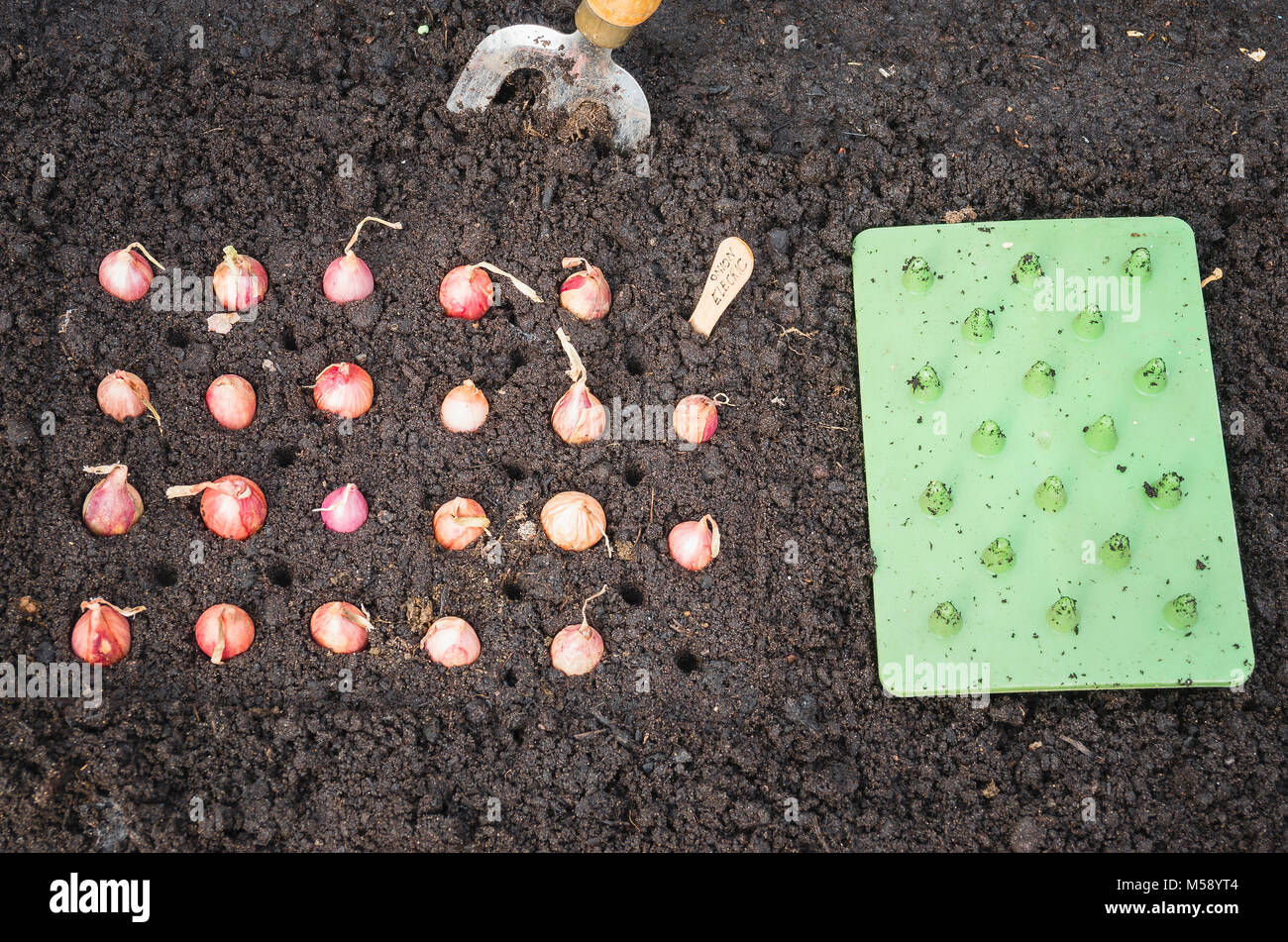 First stage before final planting out hi-res stock photography and ...