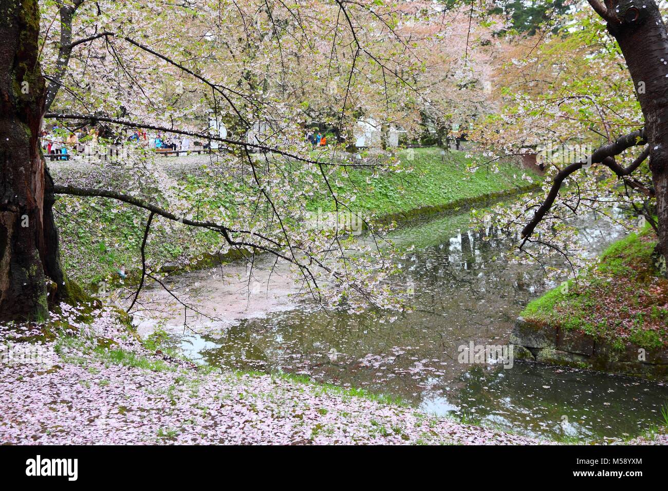 Japan sakura - fallen cherry blossom petals floating in a pond in ...