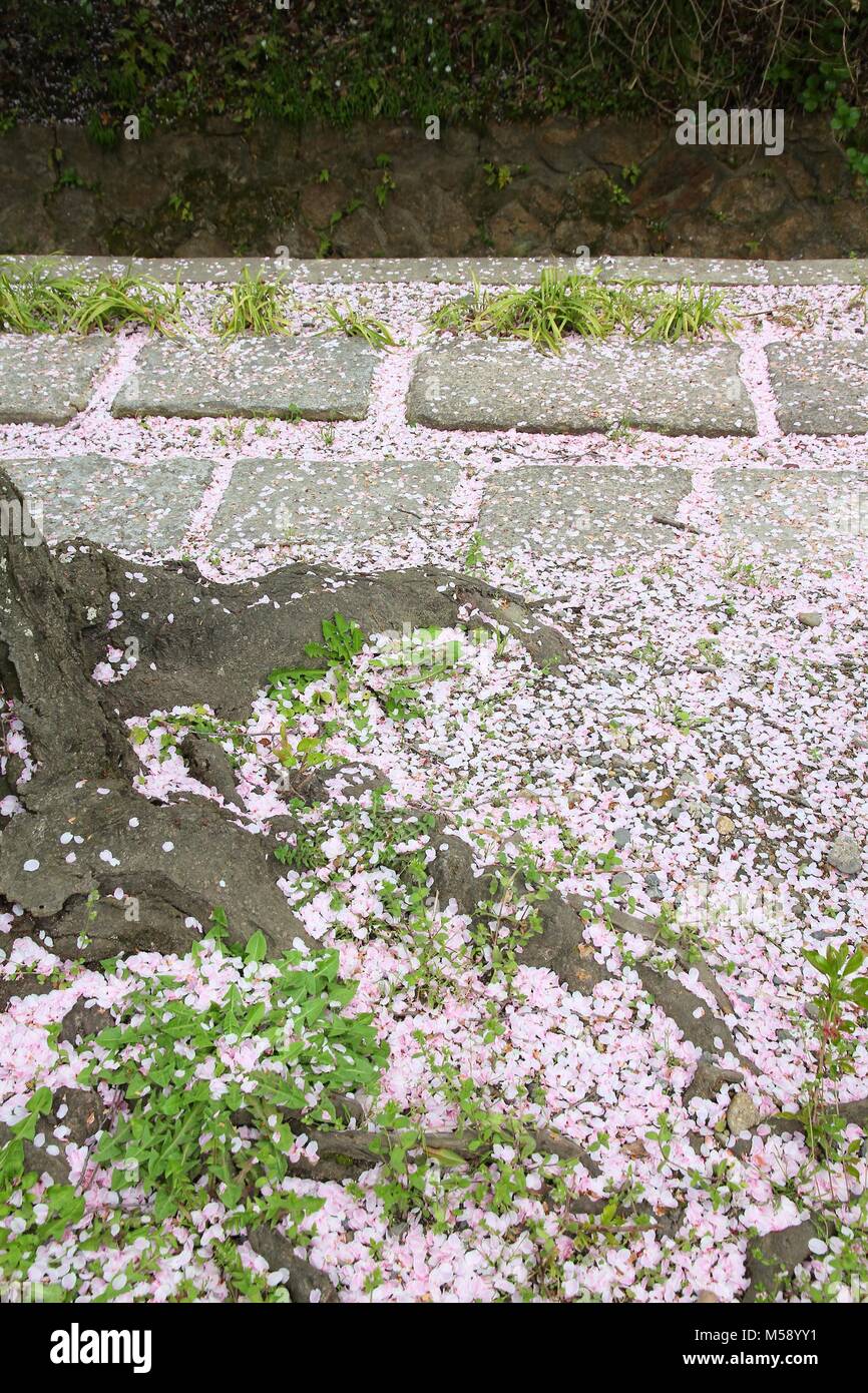 Fallen sakura blossoms on Philosopher's Path in Kyoto, Japan Stock ...