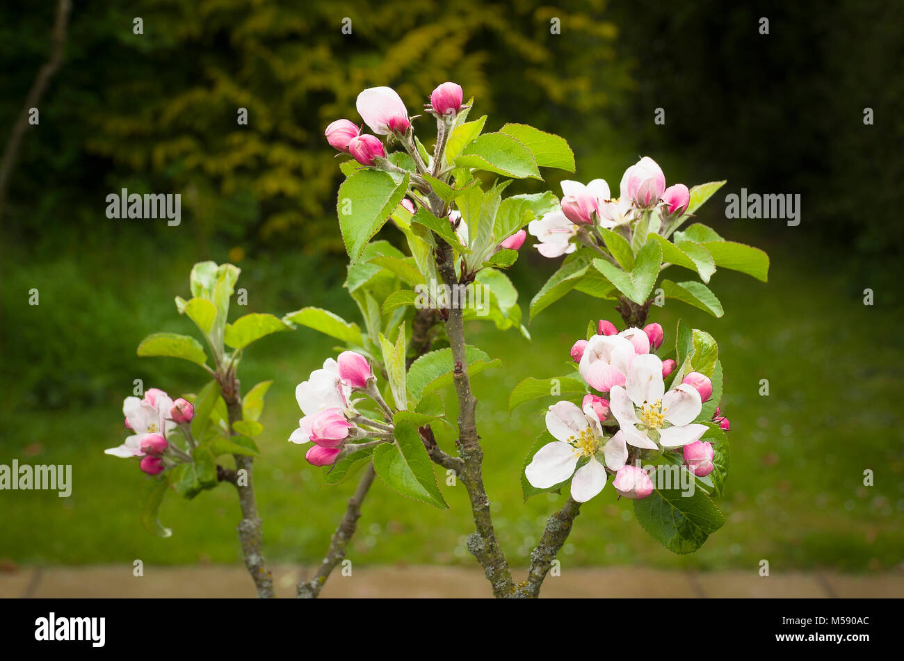 English blossom tree hi-res stock photography and images - Alamy