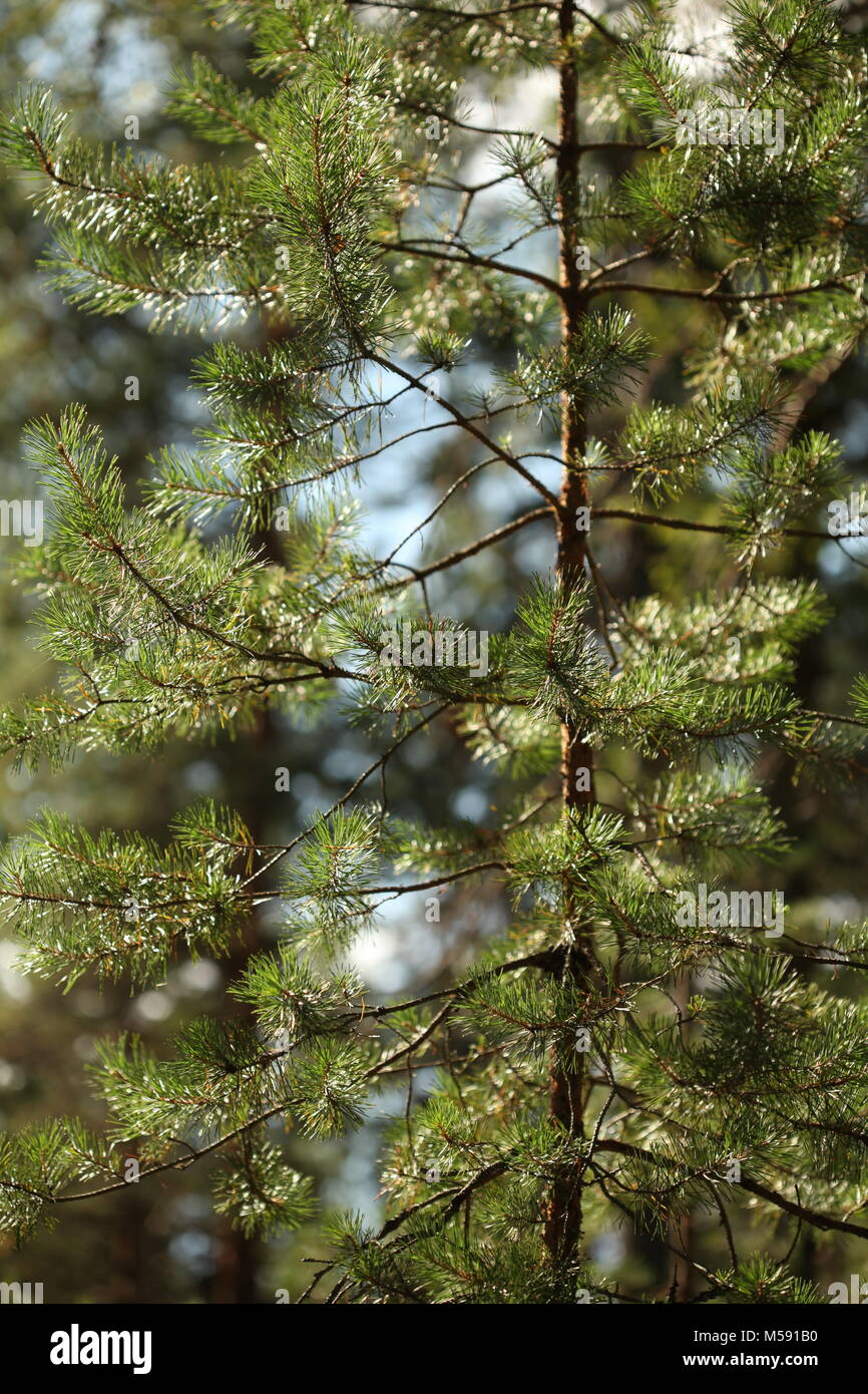 Pine coniferous needles hi-res stock photography and images - Alamy