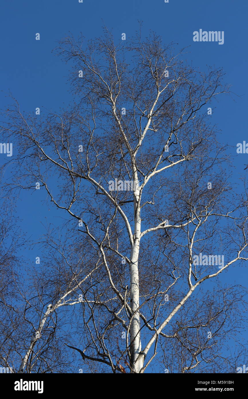 Birch tree without leaves hi-res stock photography and images - Alamy