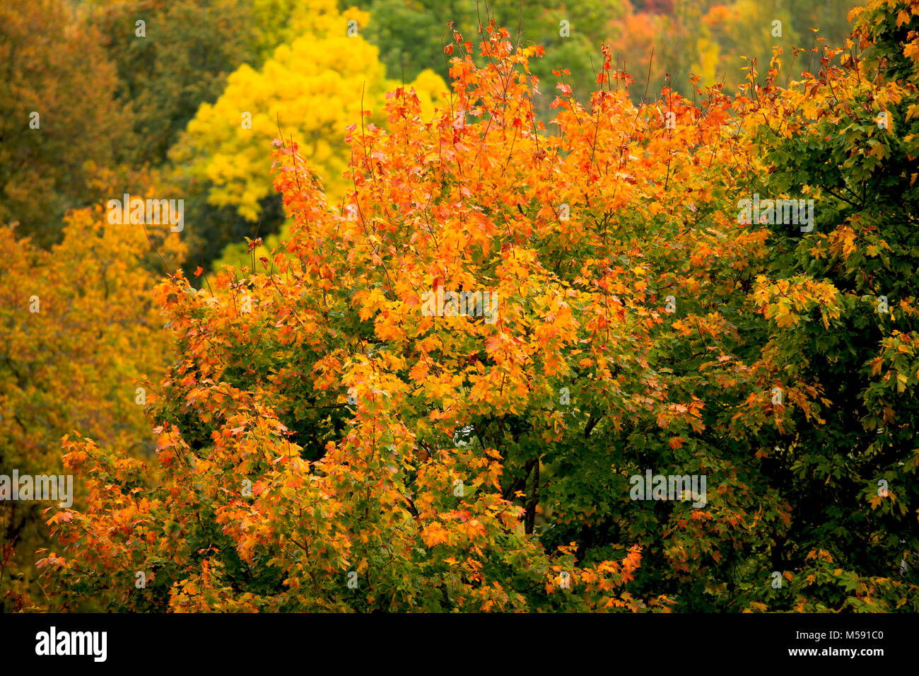 Top view red maple tree hi-res stock photography and images - Alamy