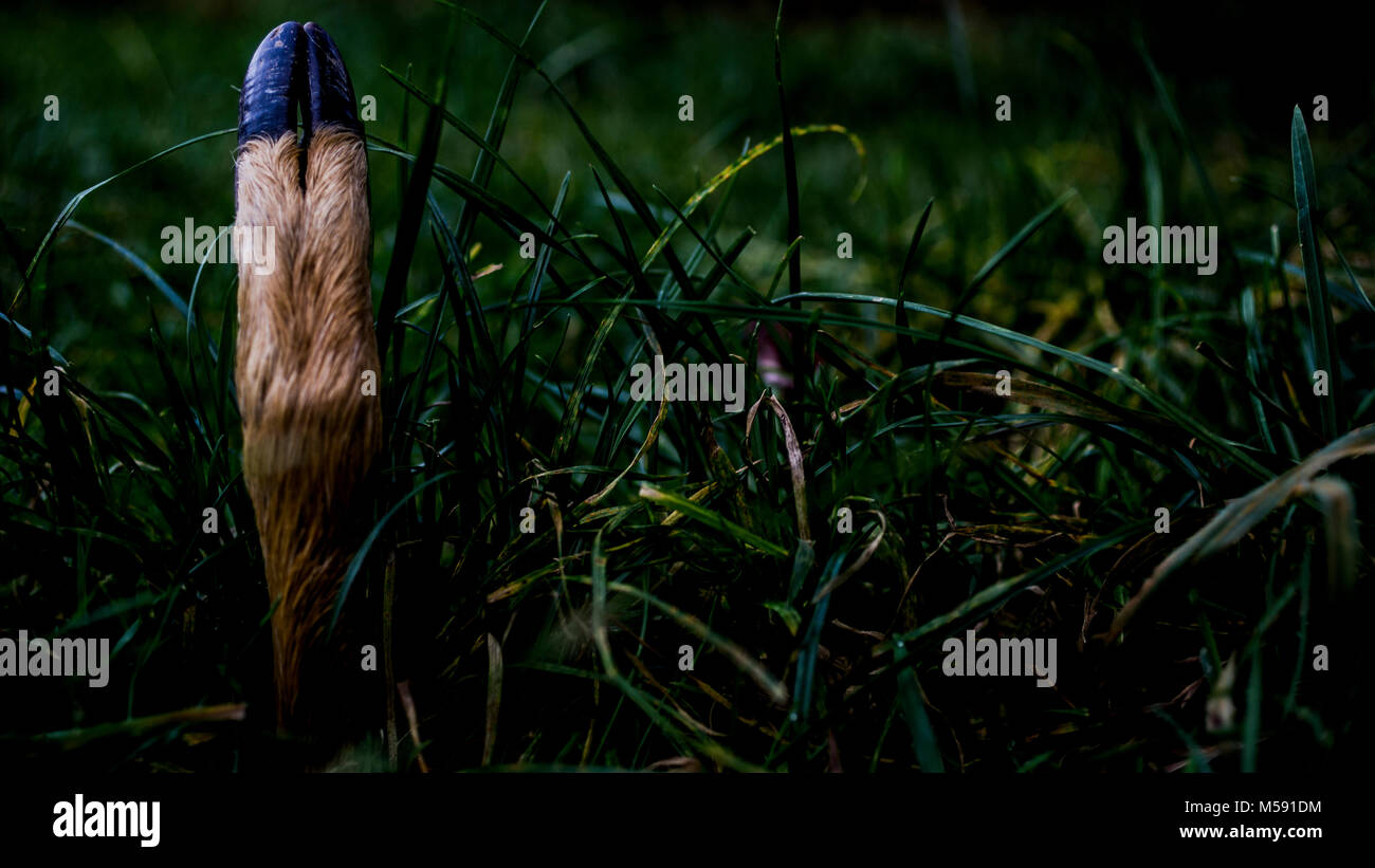 Hoof anatomy hi-res stock photography and images - Alamy