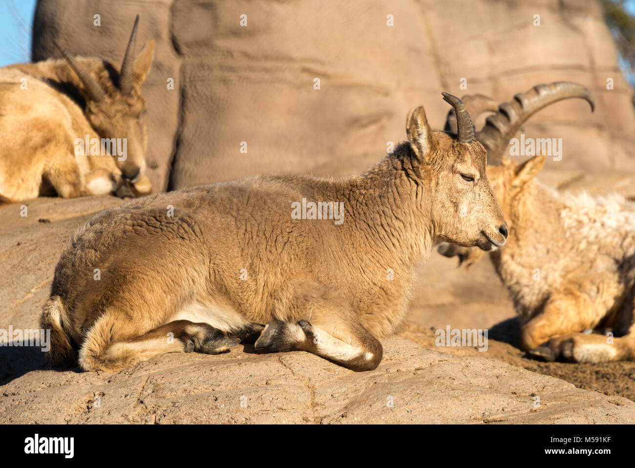 West caucasian tur goat hi-res stock photography and images - Alamy