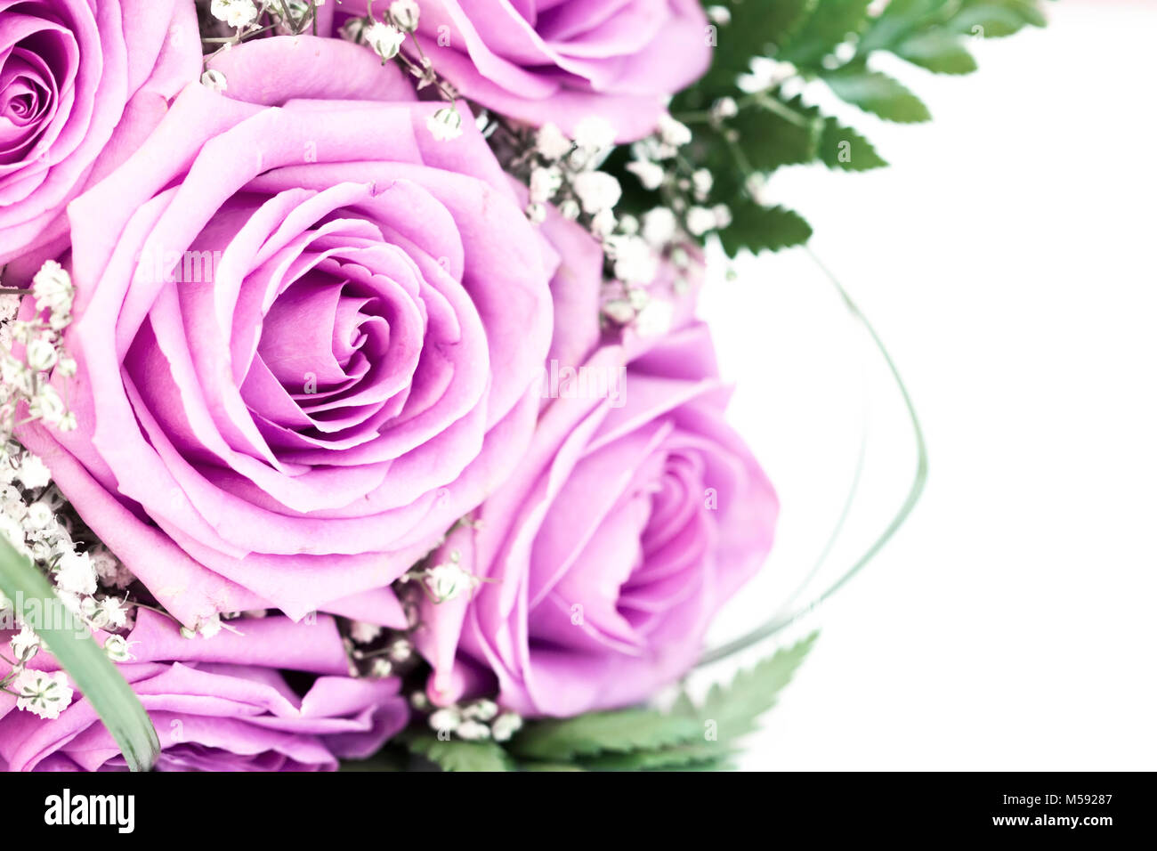 Pink roses - close-up Stock Photo - Alamy