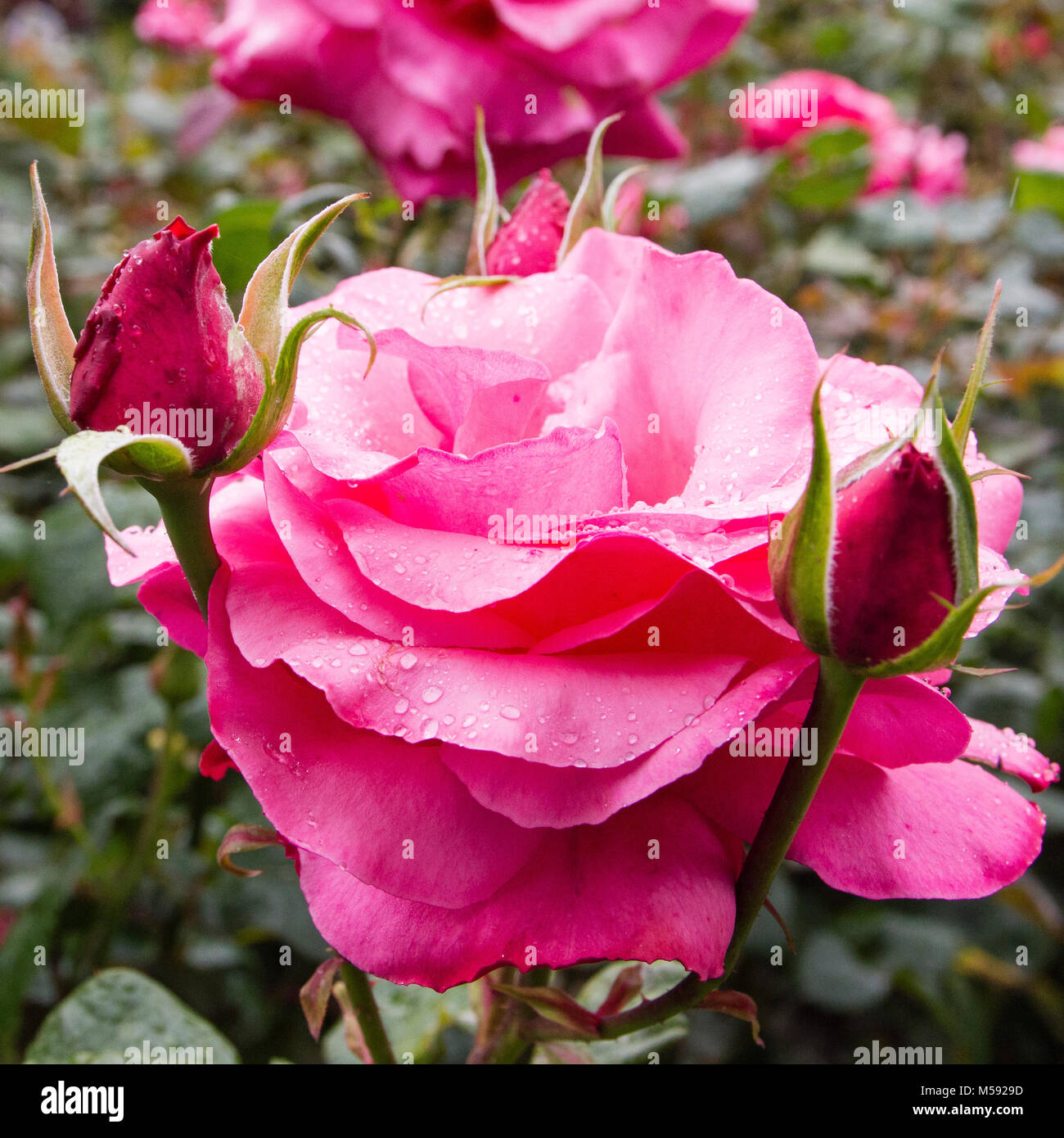 A Tivoli Rose in Copenhagen Stock Photo - Alamy