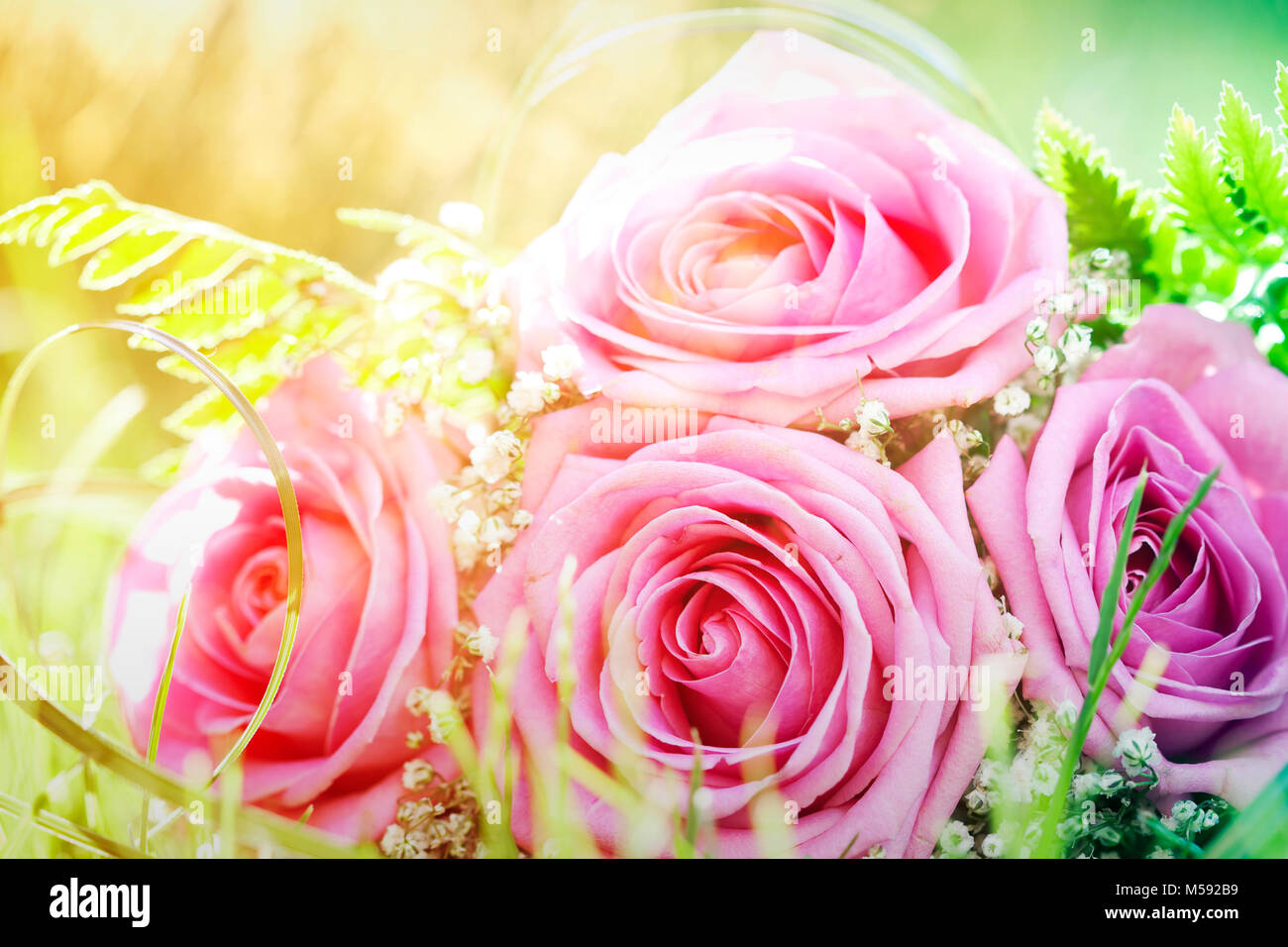 Pink roses - close-up Stock Photo - Alamy