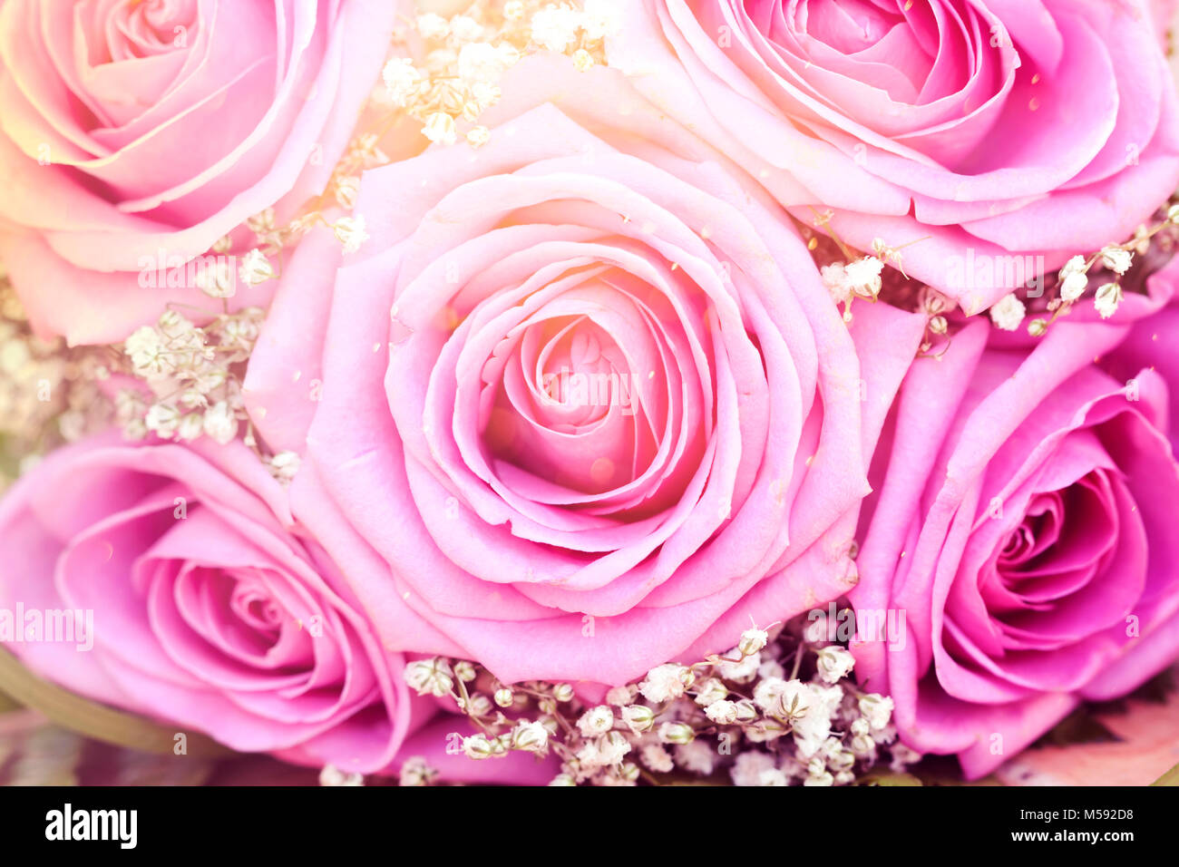 Pink roses - close-up Stock Photo - Alamy
