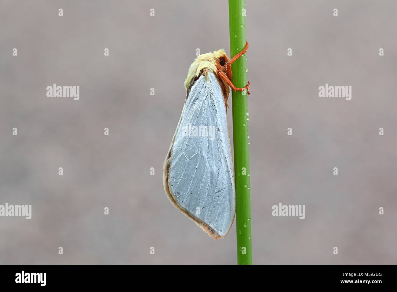 Male ghost moth hi-res stock photography and images - Alamy