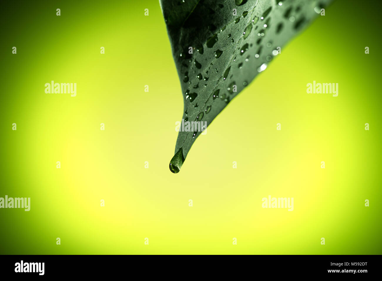 leaf with water drops Stock Photo - Alamy