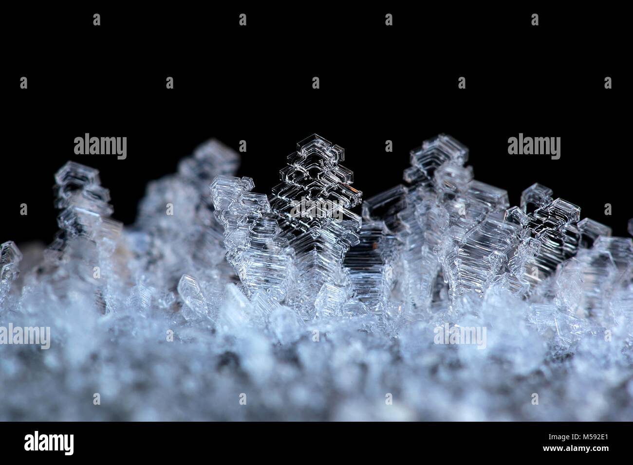 Crystals of ice on black background resembling a forest with trees ...