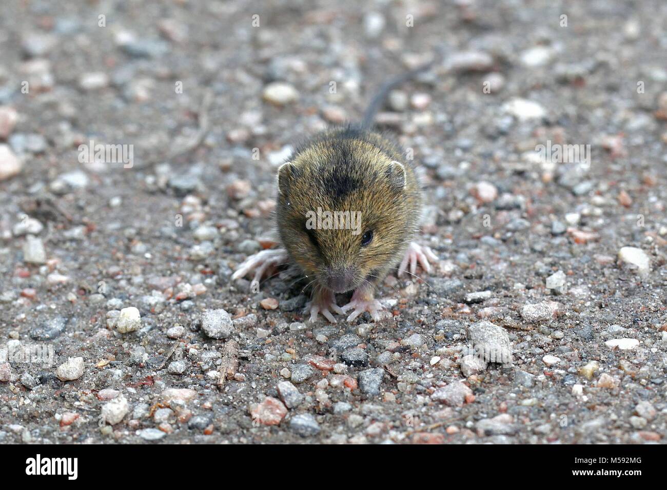 Northern birch mouse, Sicista betulina Stock Photo - Alamy