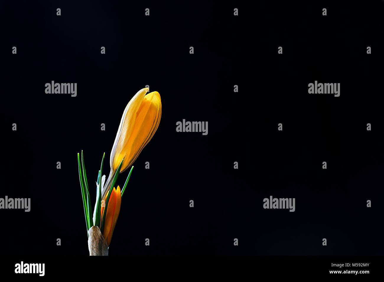 Crocus with black background Stock Photo - Alamy