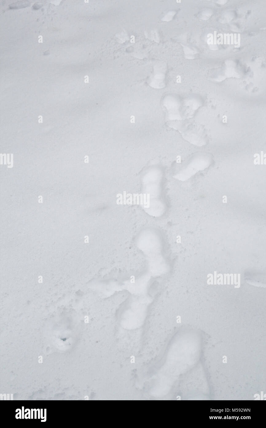 Snowy path with human footprints hi-res stock photography and images ...
