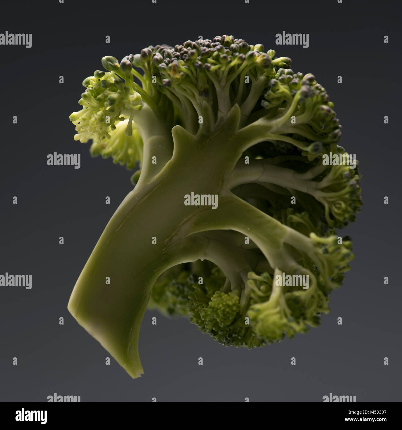 healthy ripe broccoli branch Stock Photo - Alamy