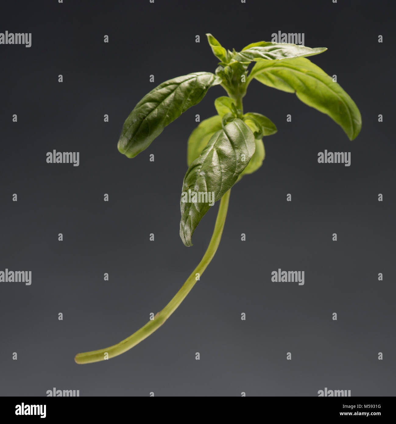 branch of healthy ripe basil Stock Photo - Alamy