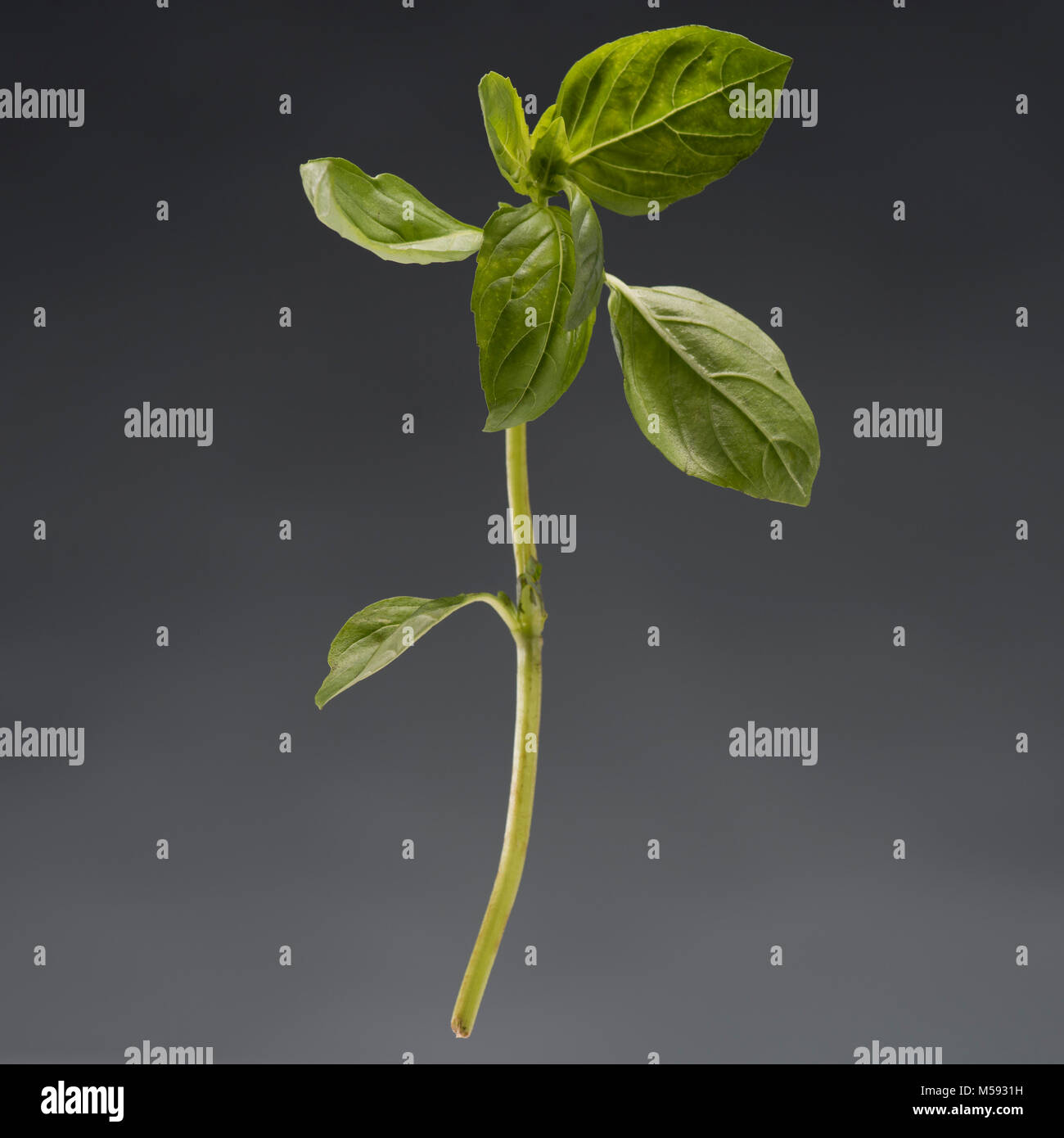 Ripe basil hi-res stock photography and images - Alamy