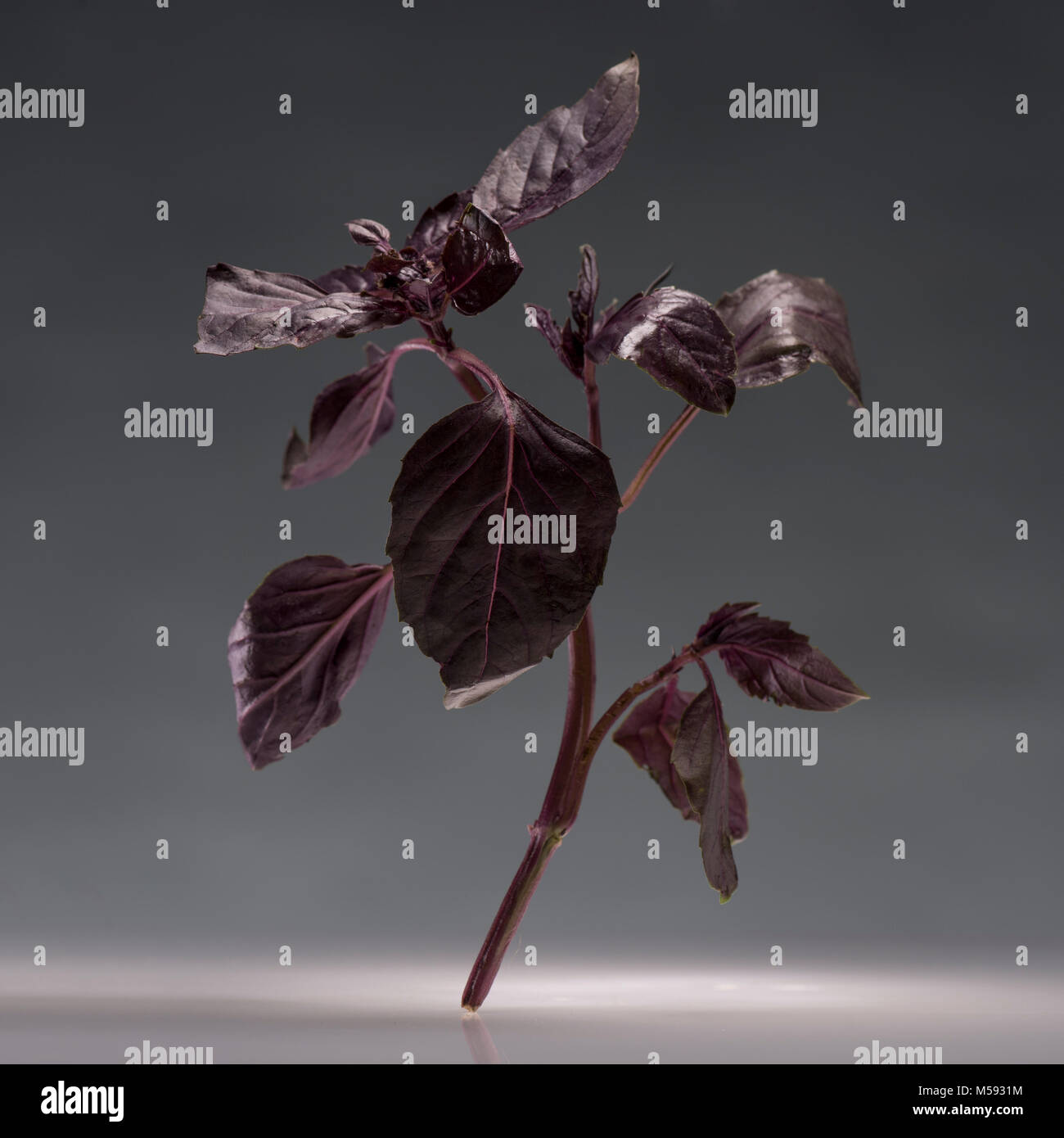 branch of healthy ripe basil Stock Photo - Alamy