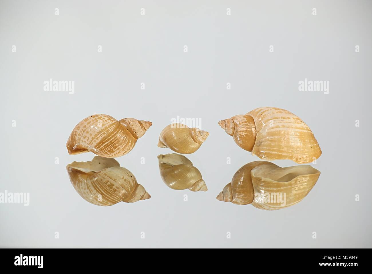 Air breathing sea snail hi-res stock photography and images - Alamy