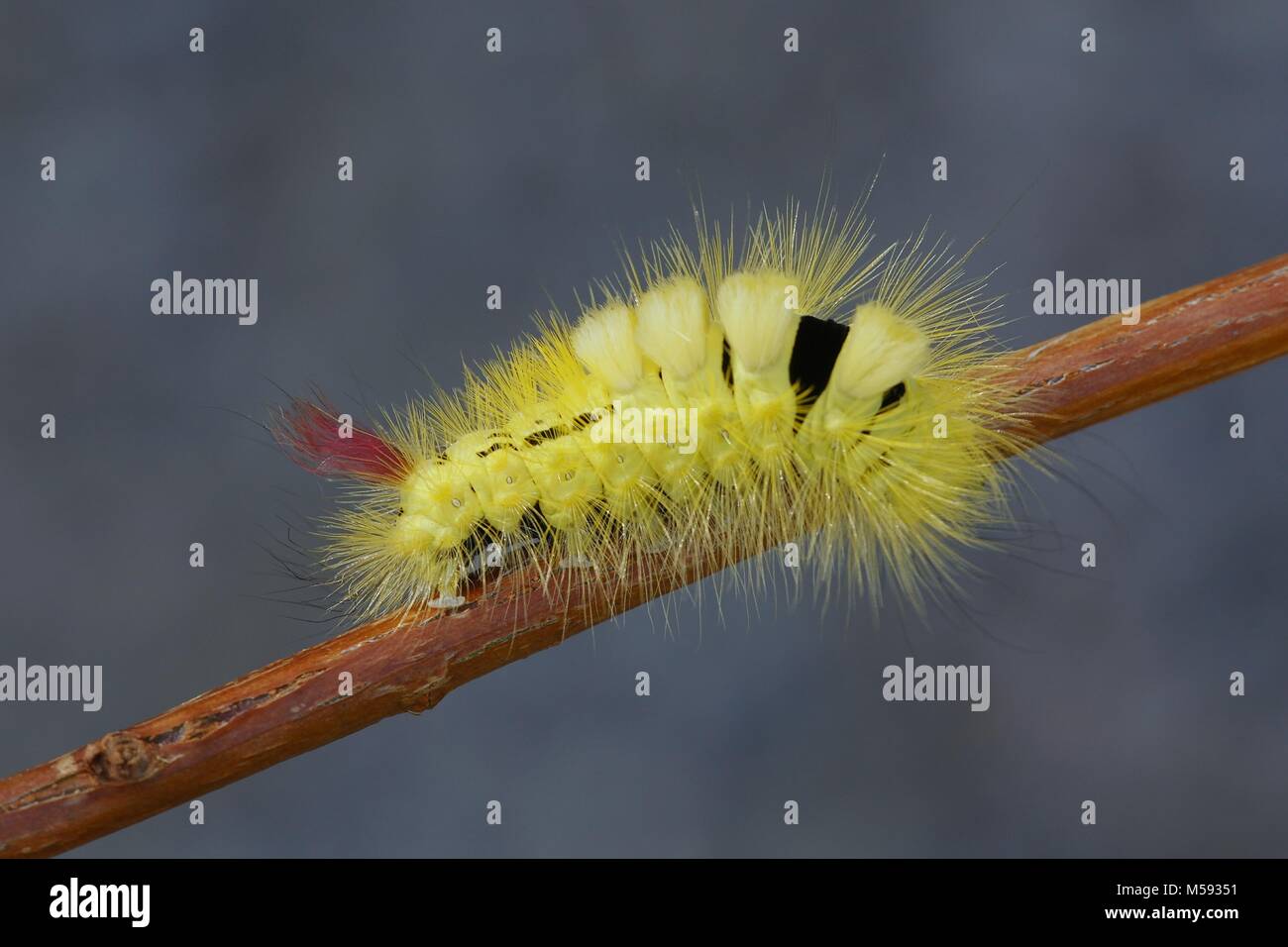Pale tussock moth caterpillar, Calliteara pudibunda Stock Photo - Alamy