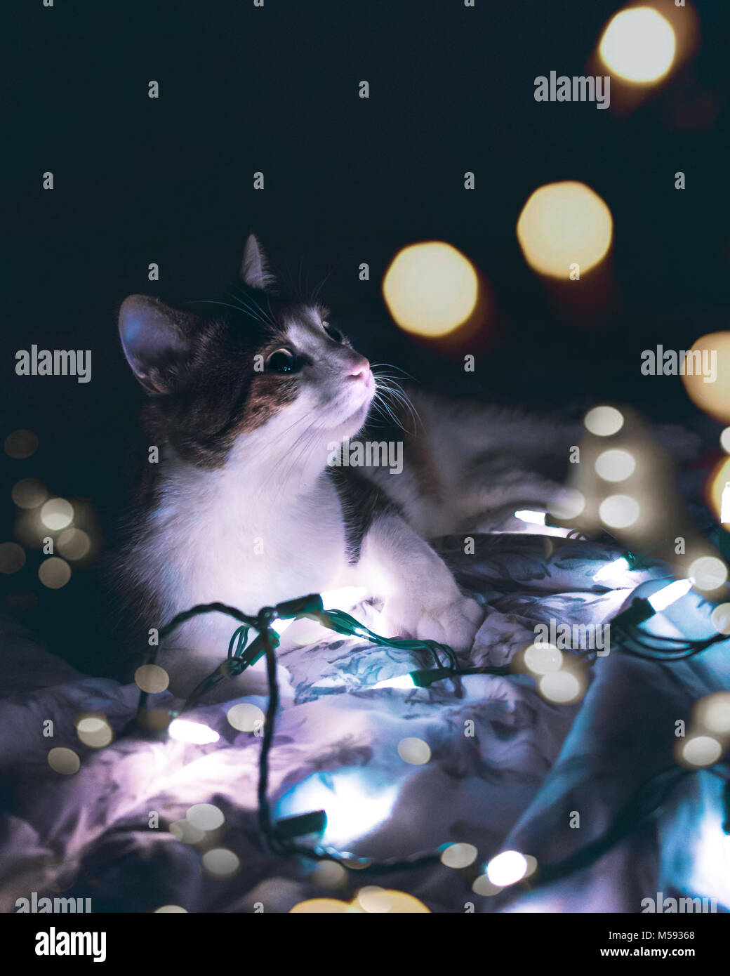 Magical cat hi-res stock photography and images - Alamy