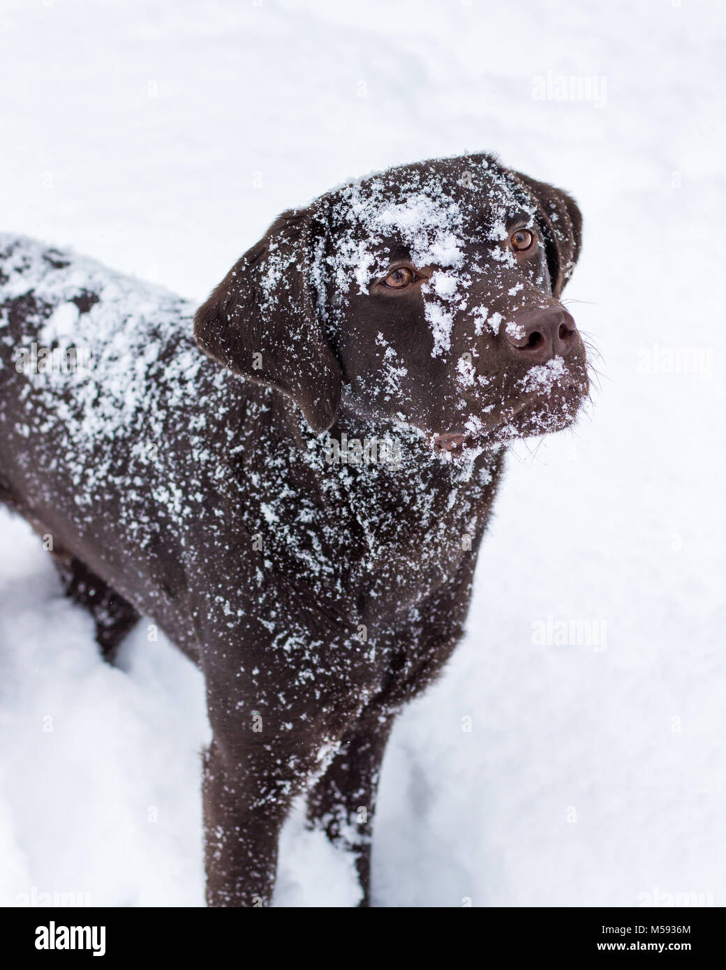 Chocolate labrador snow hi-res stock photography and images - Alamy