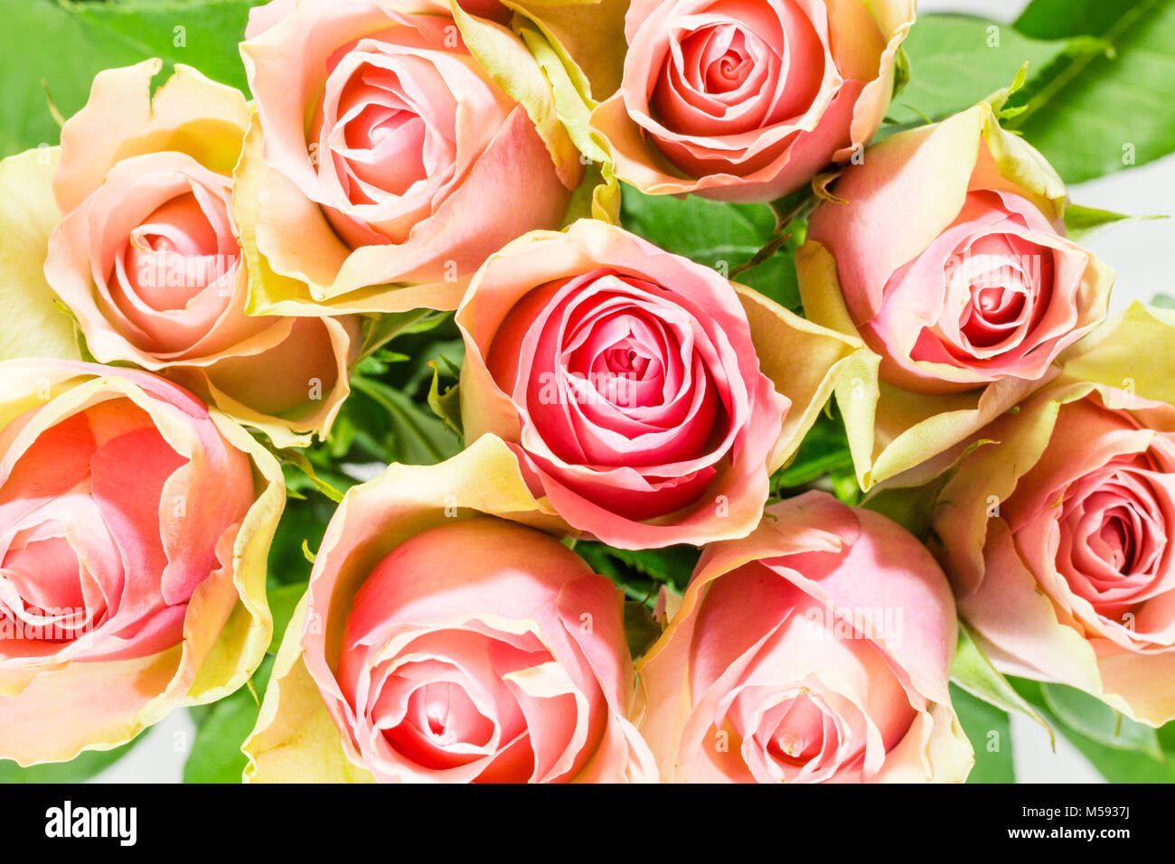 roses. Spring flowers Stock Photo - Alamy