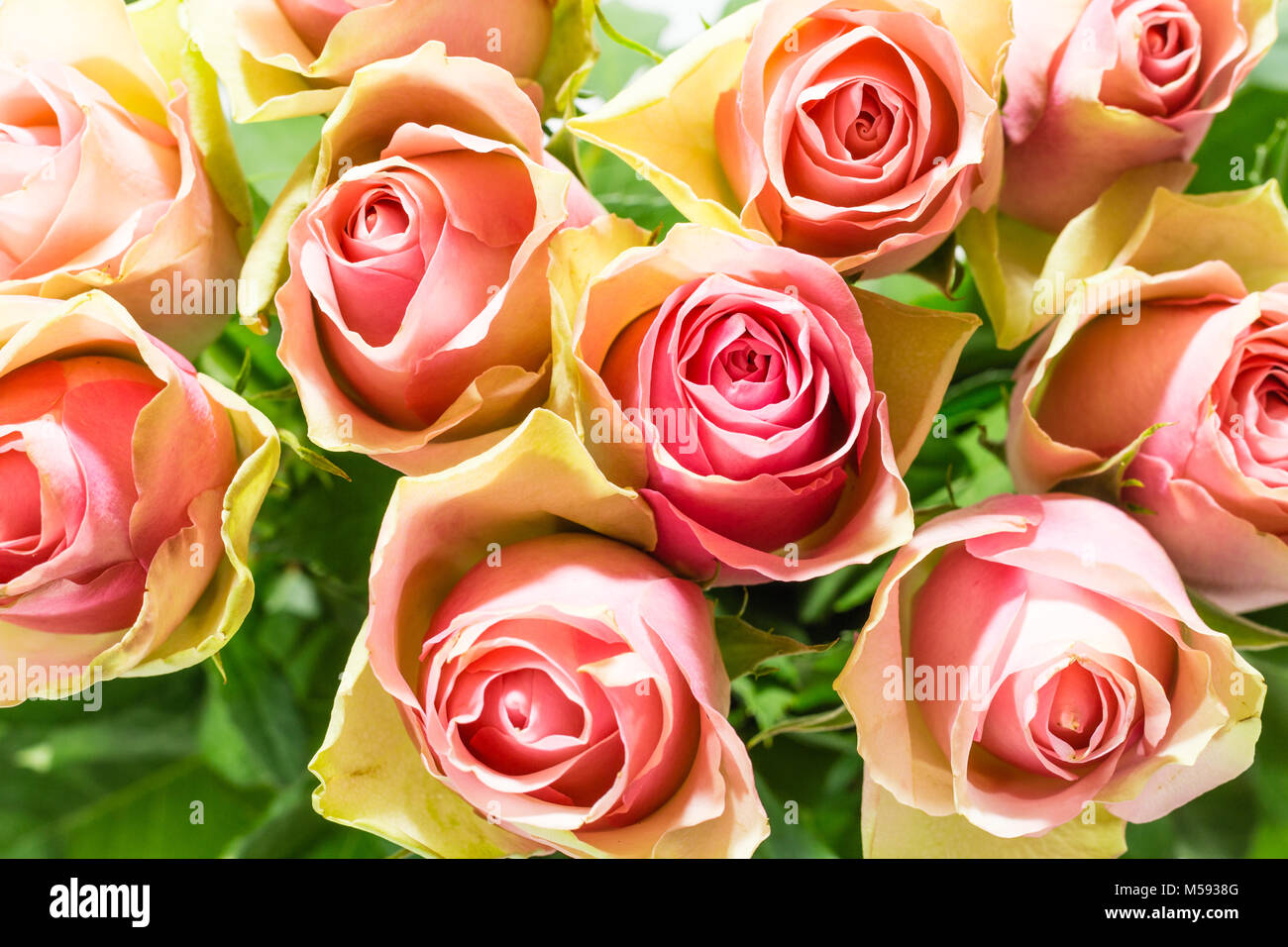 roses. Spring flowers Stock Photo - Alamy
