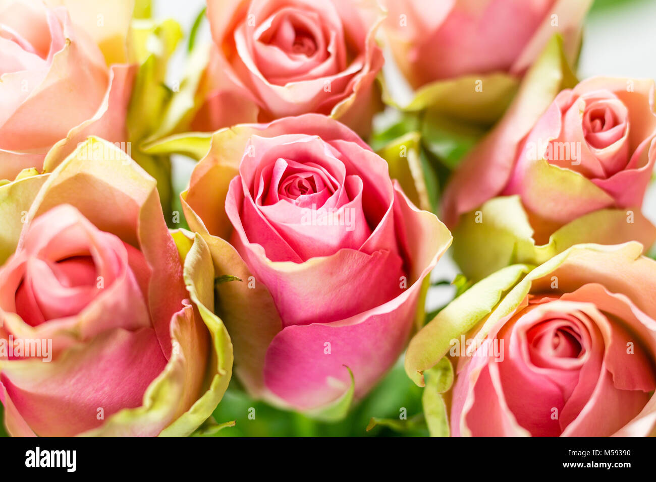 roses. Spring flowers Stock Photo - Alamy