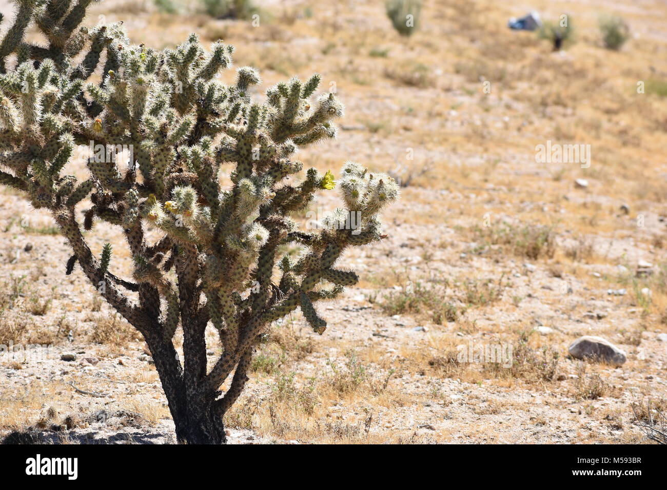 Desert Cholla Cactus with yellow flowers sprouting on it, hidden in the ...