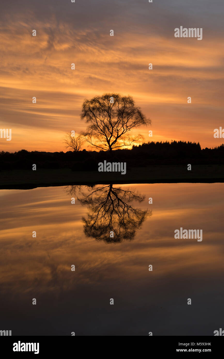 Sunset at Green Pond on Fritham Plain in the New Forest, Hampshire, UK ...