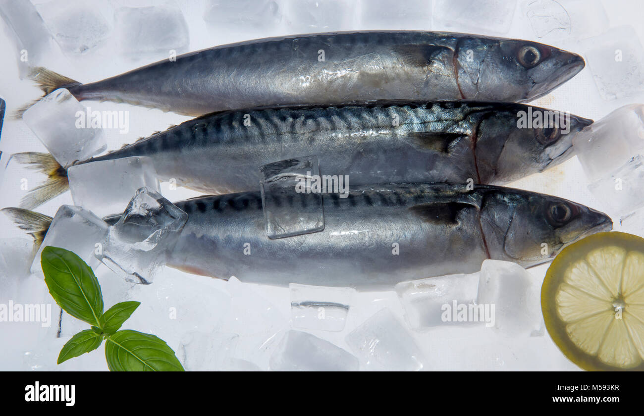 Fresh mackerels on ice cubes Stock Photo - Alamy