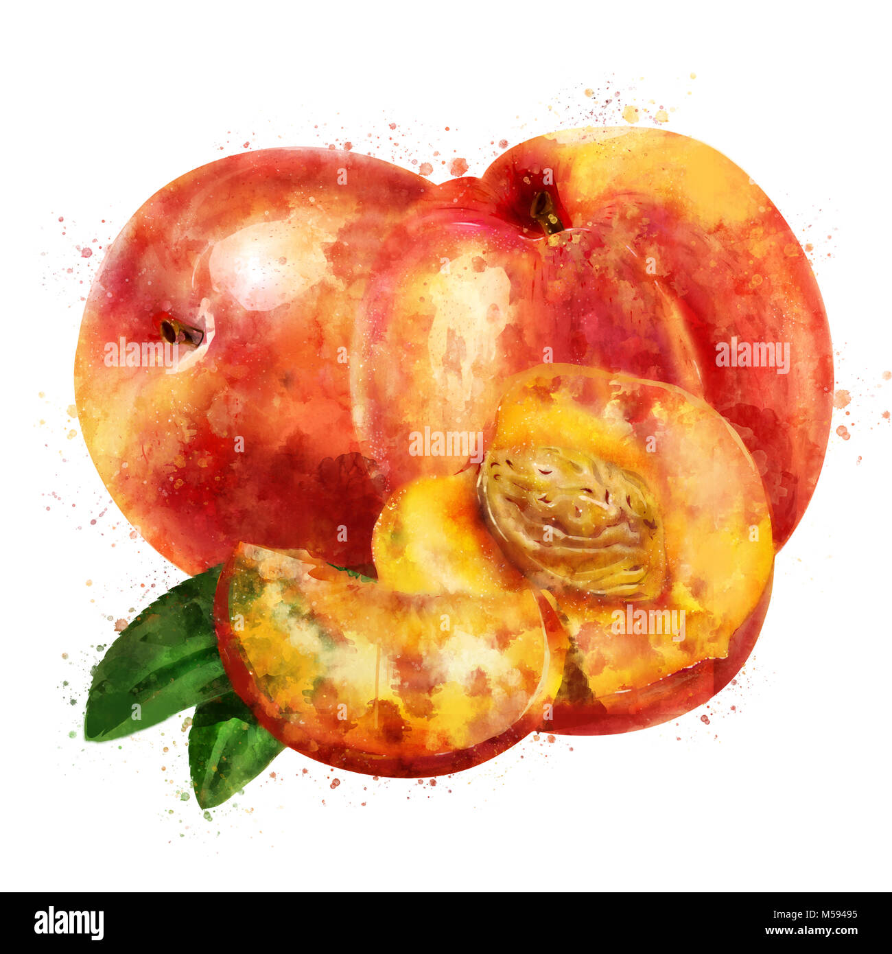 Peach on white background. Watercolor illustration Stock Photo - Alamy